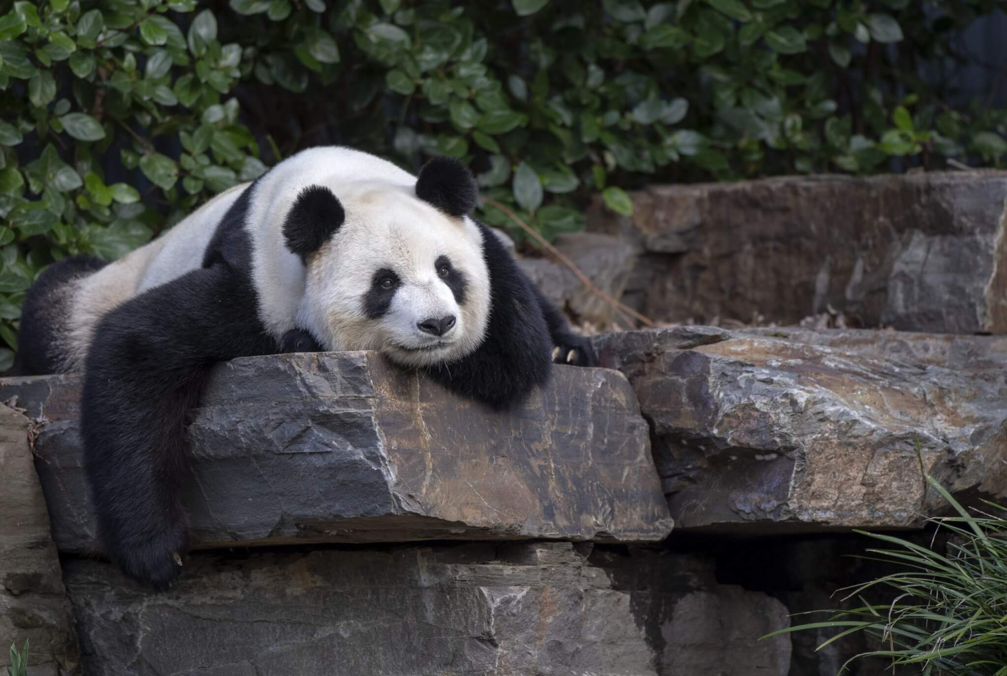 Zoos SA - a long standing partnership – Children's University