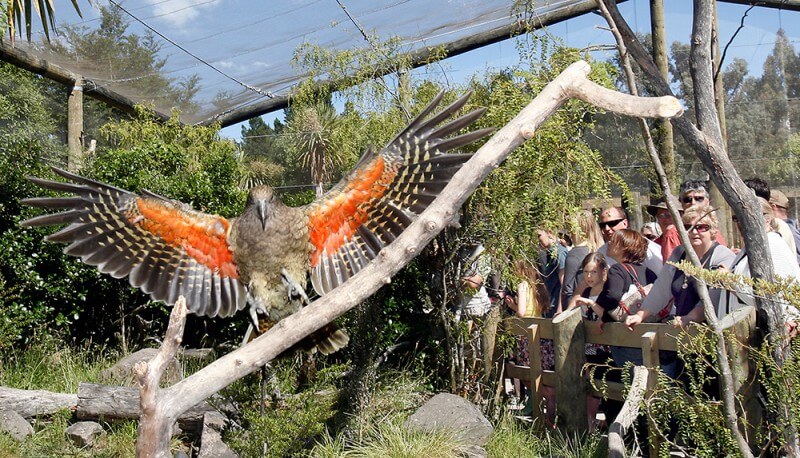 Animal observation from the comfort of your home – Children's University