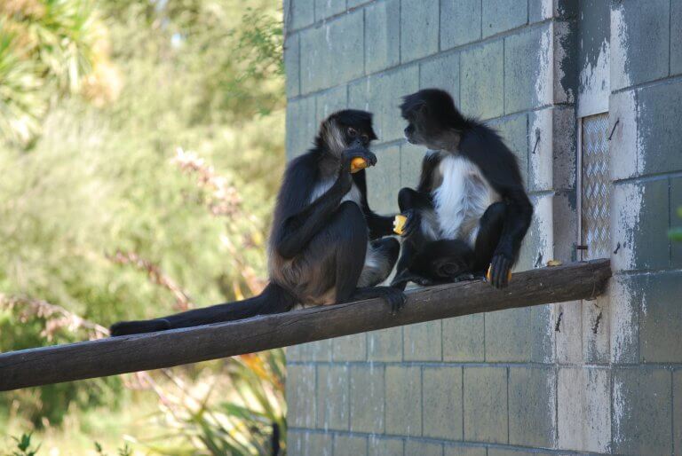 Animal observation from the comfort of your home – Children's University